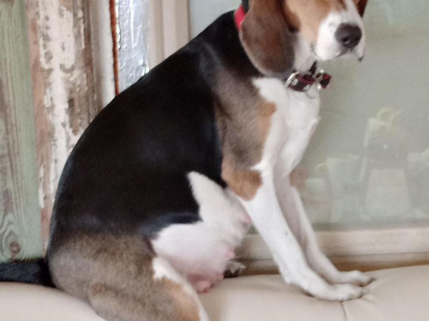 Эстонская гончая щенки