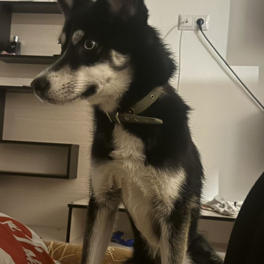 Сибирский хаски-овчарка