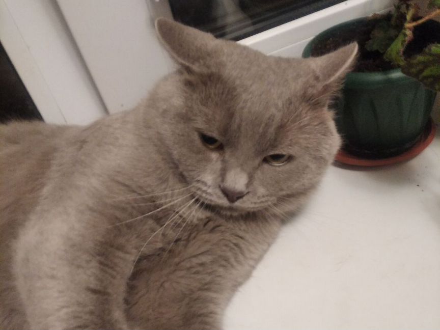 Кот на вязку британец