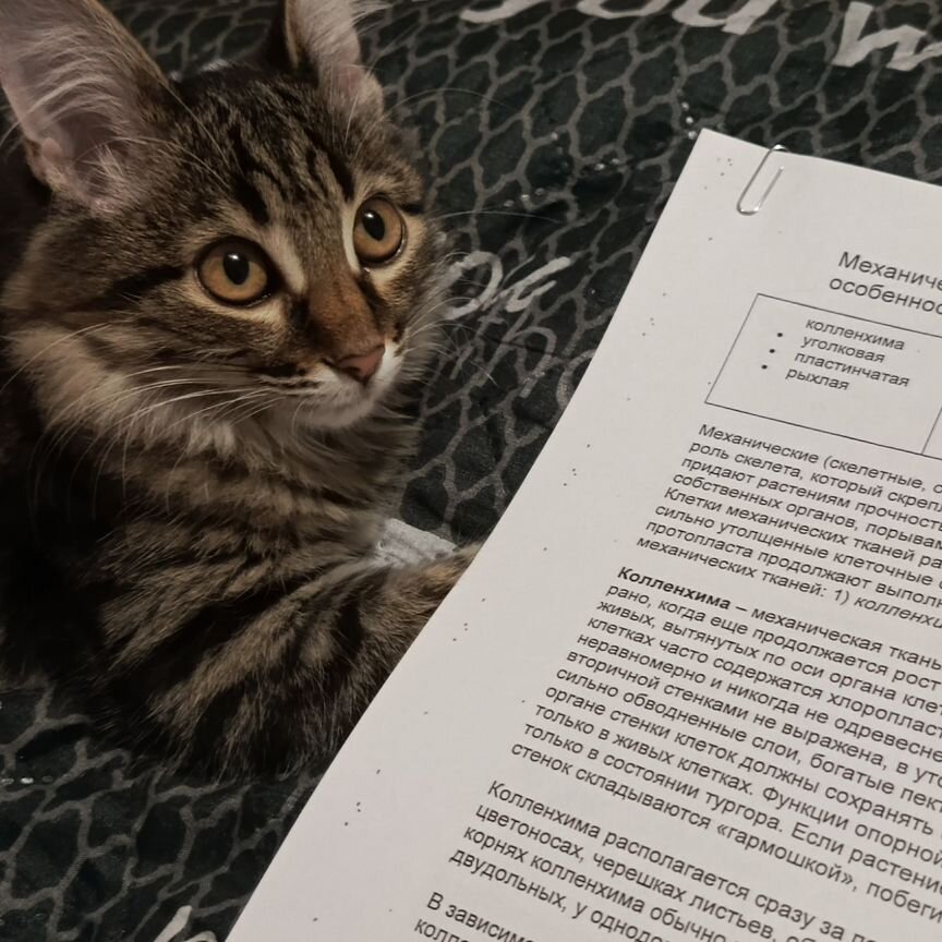 Котёнок в добрые руки