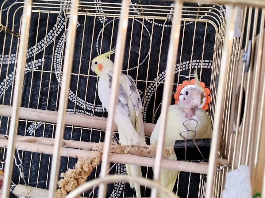 Корелла пара