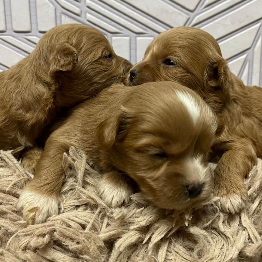 Мальтипу, щенок