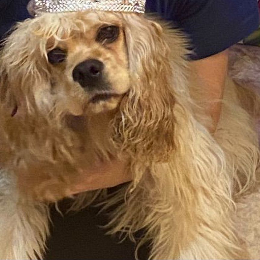 Американский кокер-спаниель, щенок