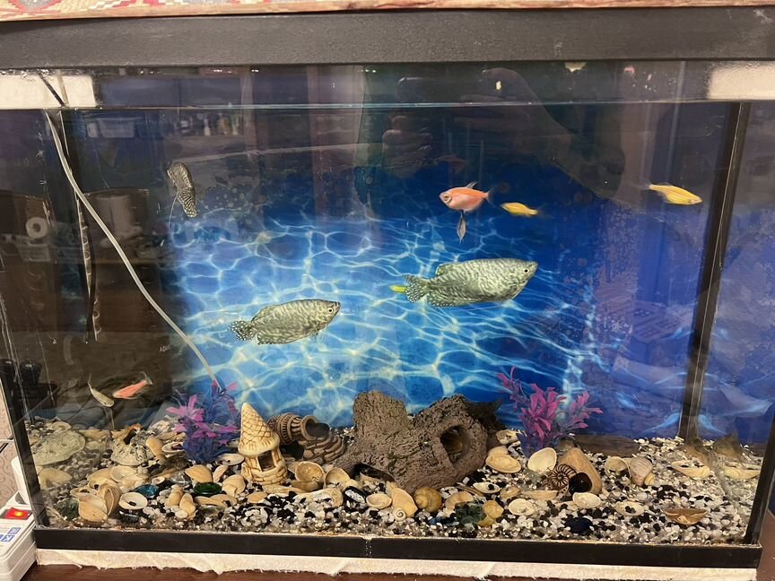 Аквариум с рыбками