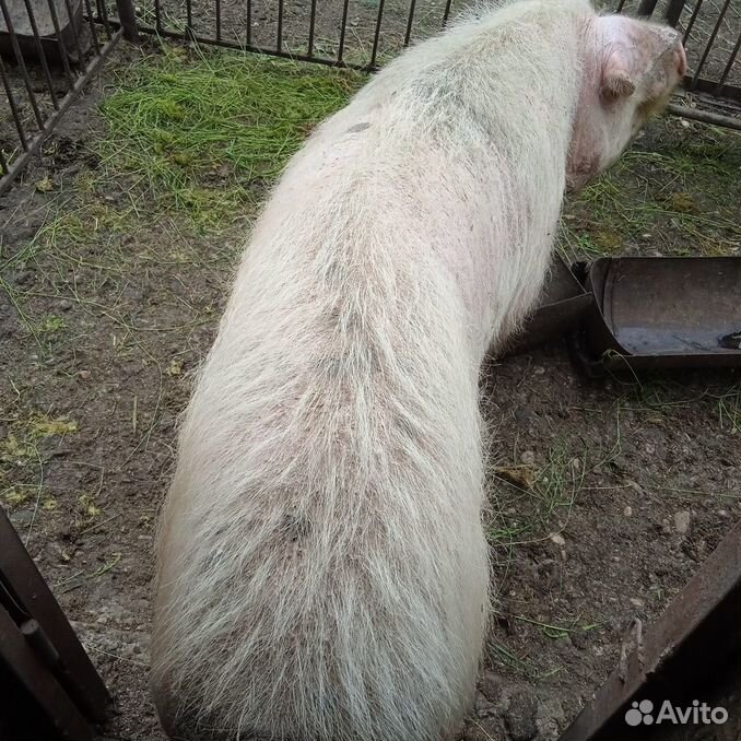 Продается свиноматка