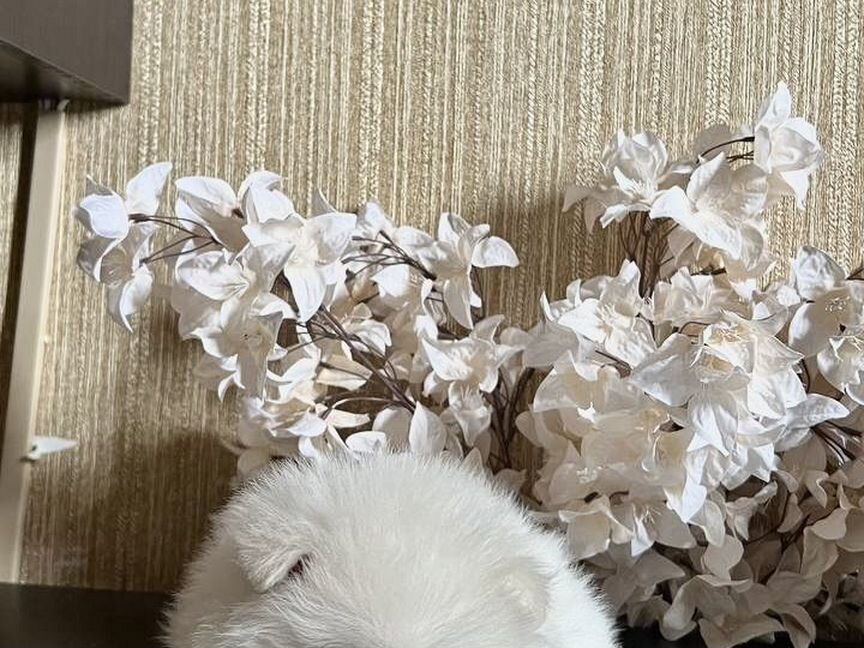 Щенки померанского шпица