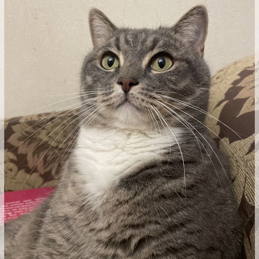 Взрослый кот в добрые руки