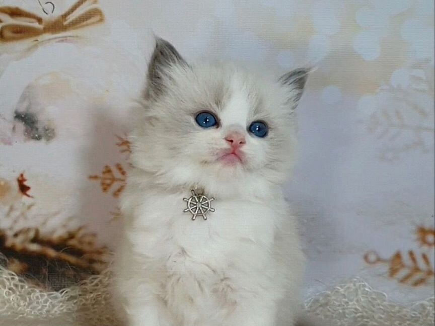 Эксклюзивные клубные котята рэгдолл