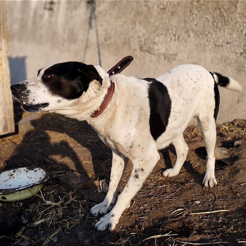 Пес охрана 2-3 года