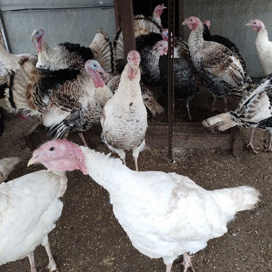 Индюки на племя на мясо