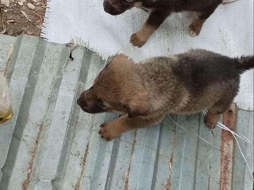 Щеночки в добрые руки