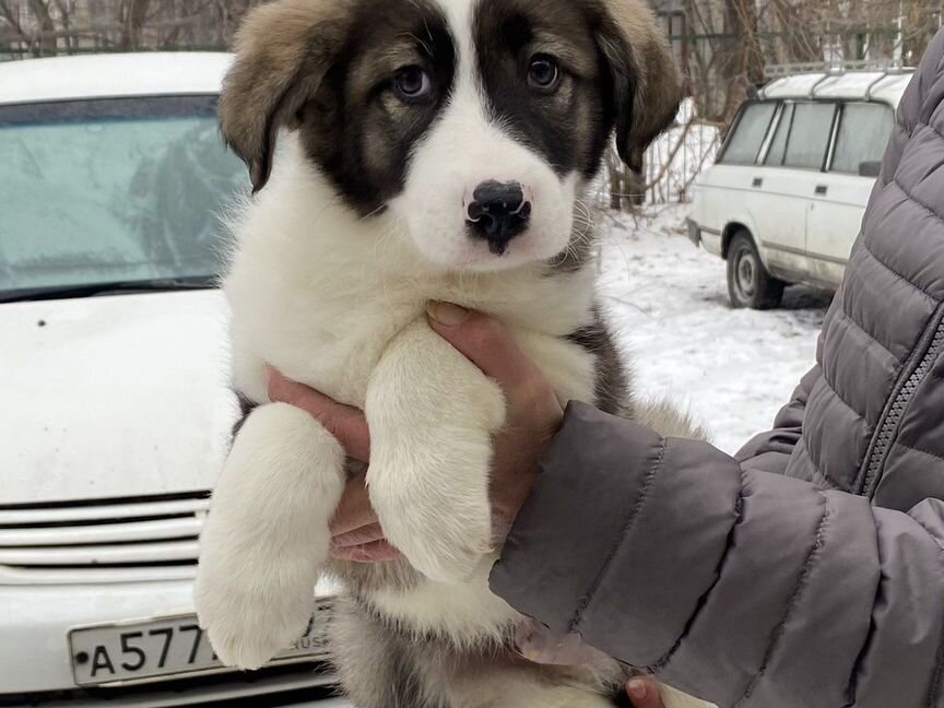 Отдадим щеночков в добрые ручки