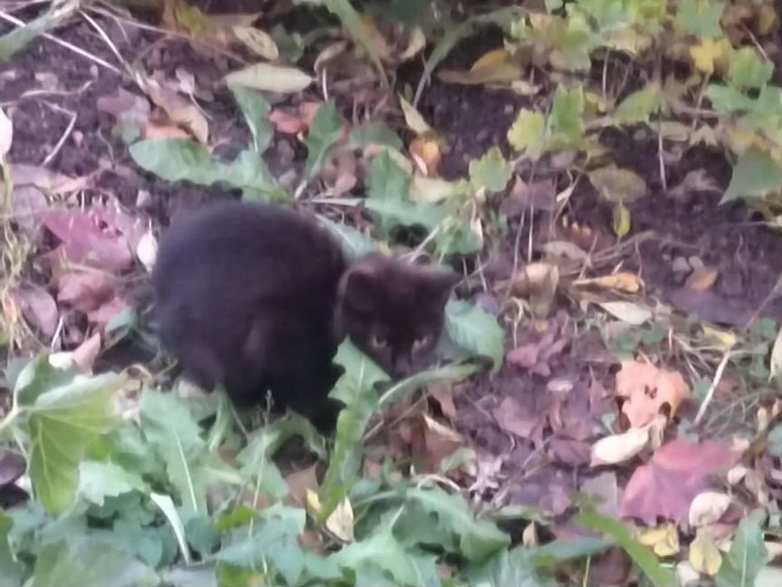 Отдам котенка в добрые руки