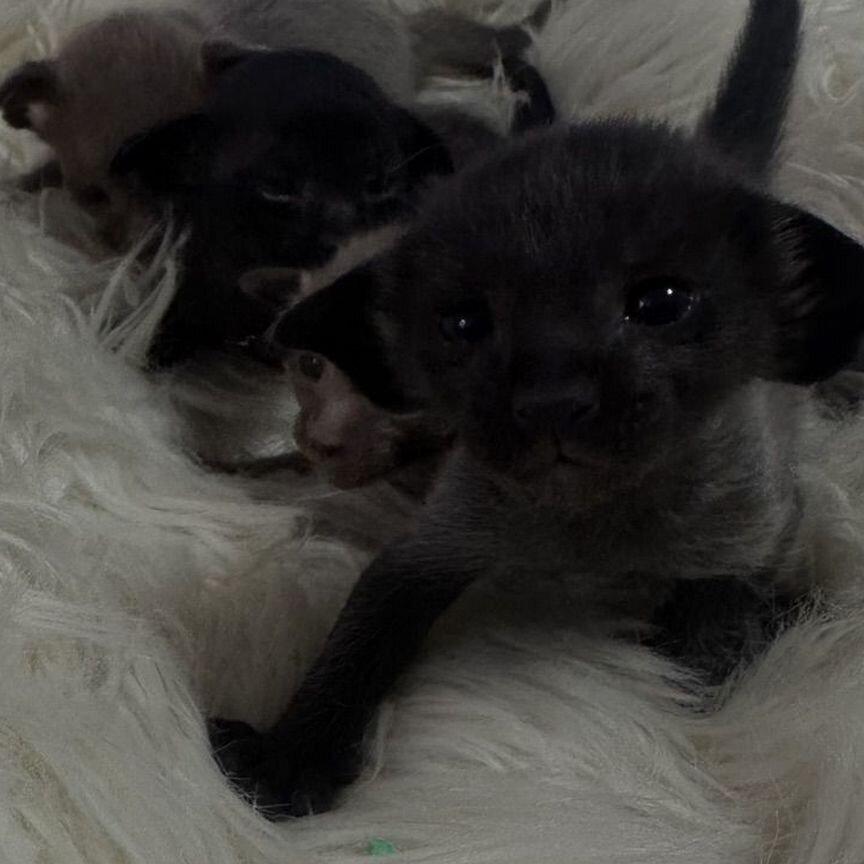 Ориентальный котёнок