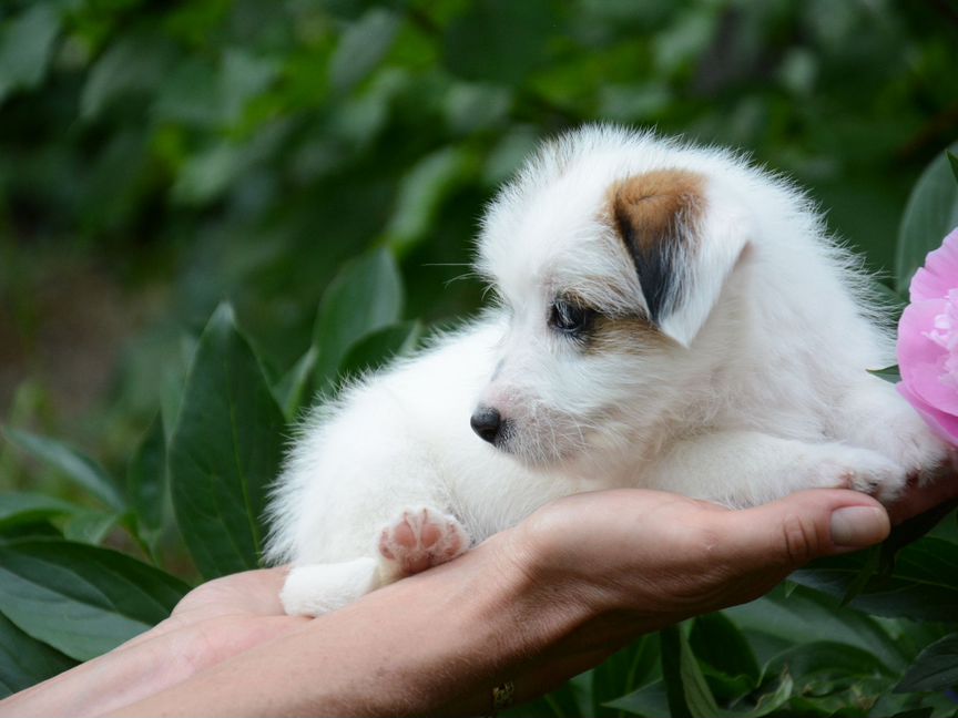 Маленькая собака