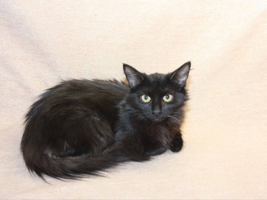 Черный котенок девочка