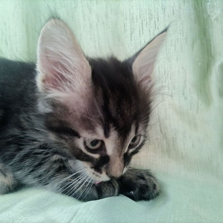 Котики ушастые