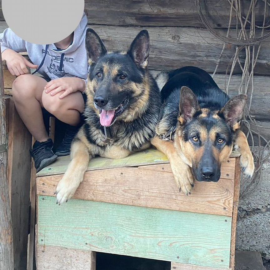 Восточноевропейская овчарка, щенок