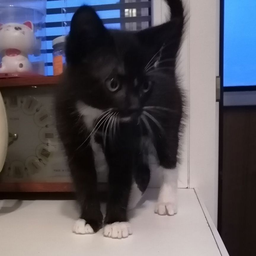 Котенок