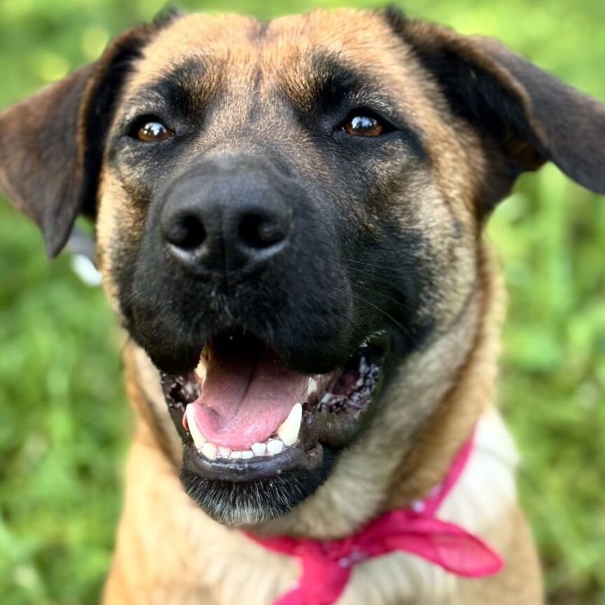 Взрослая собака в добрые руки