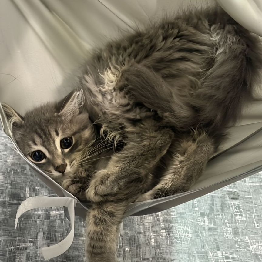 Котёнок в добрые руки