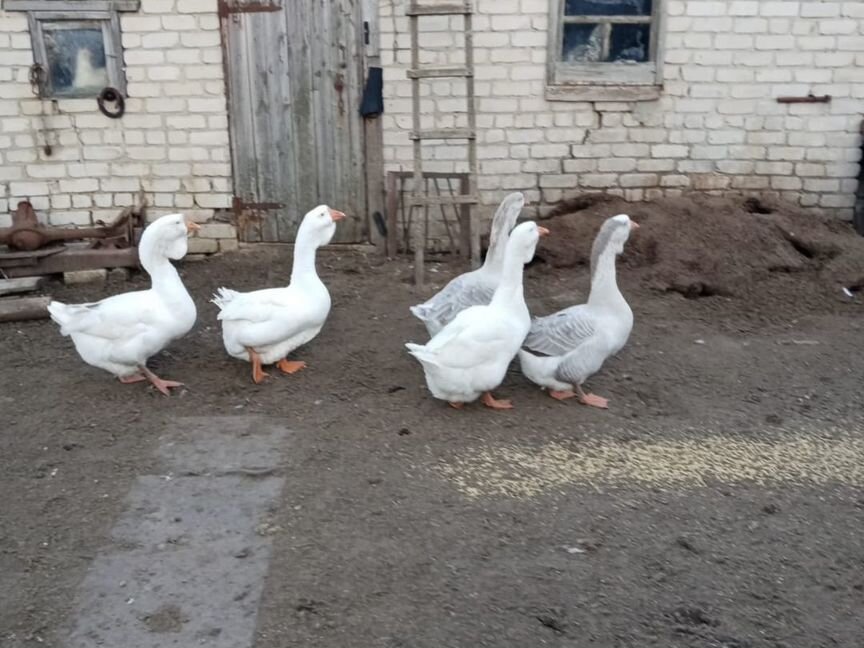 Гуси холмогоры