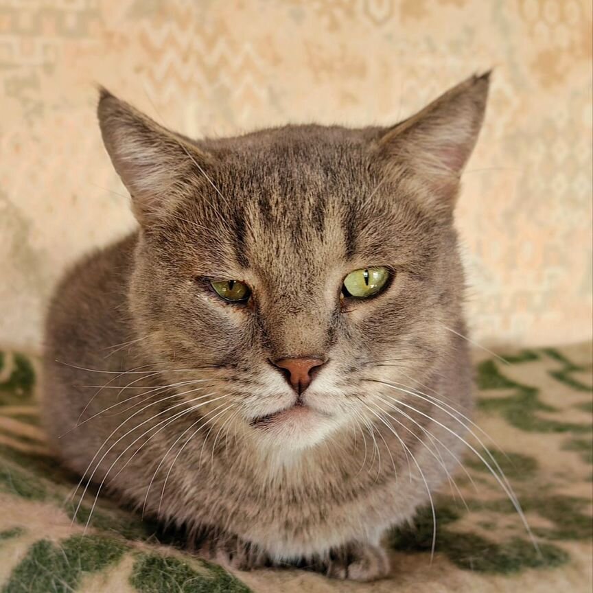 Кот устал жить в приюте