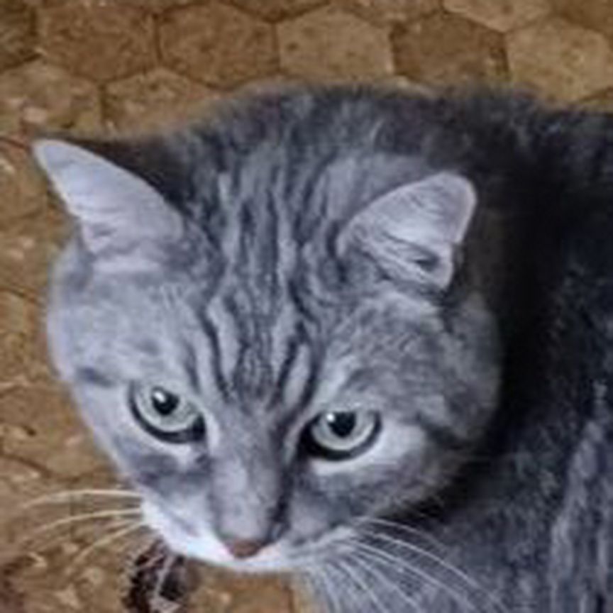 Котик сирота