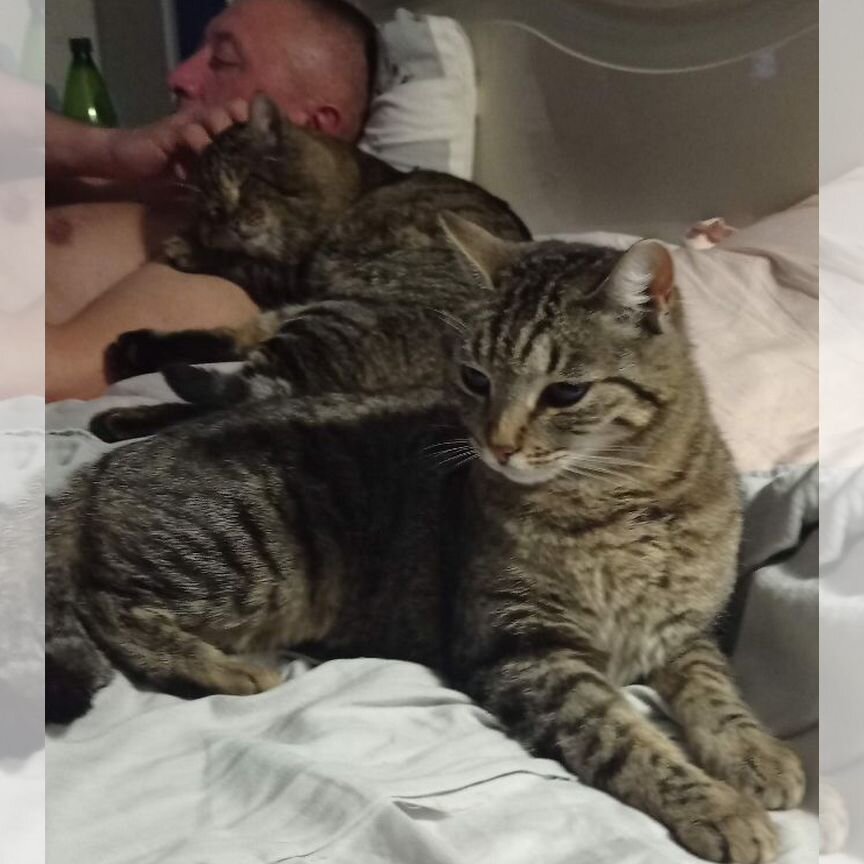 Европейский короткошёрстный котёнок