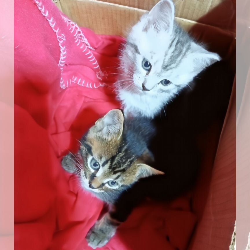 Котёнок от частного владельца