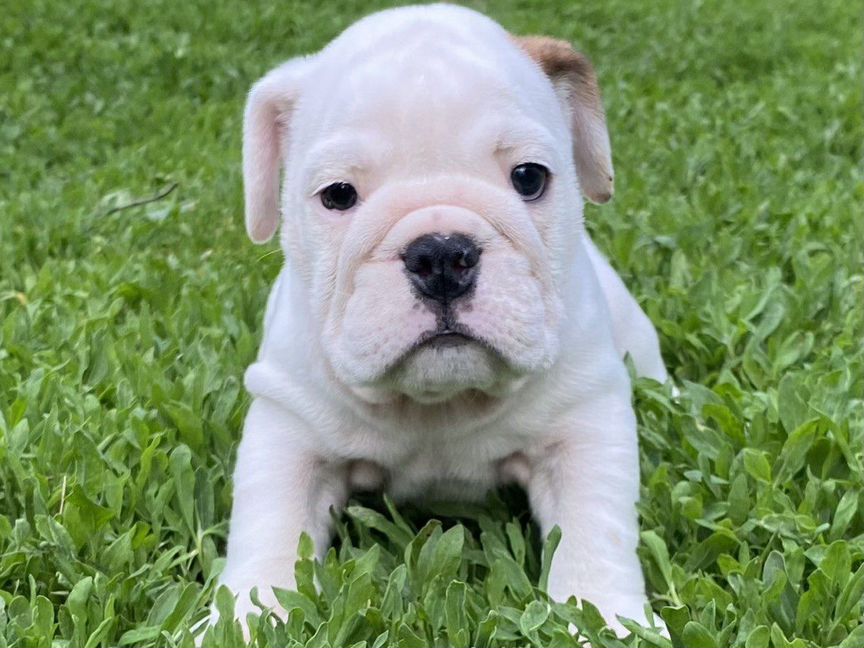 Английский бульдог чудесный мальчик