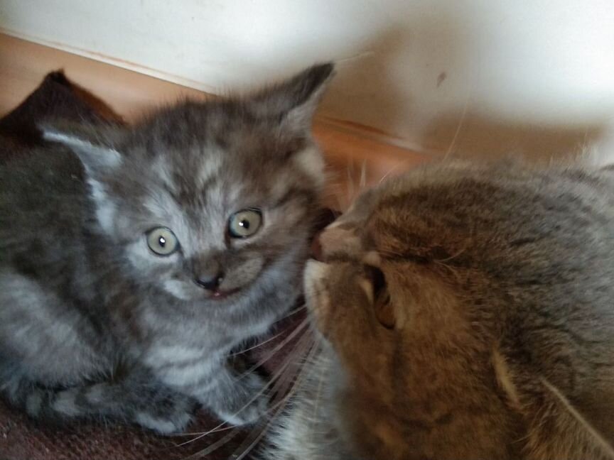 Котята