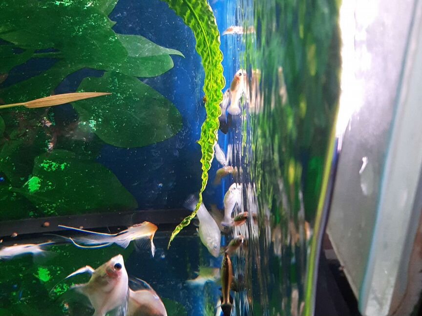 Молинезия волифера