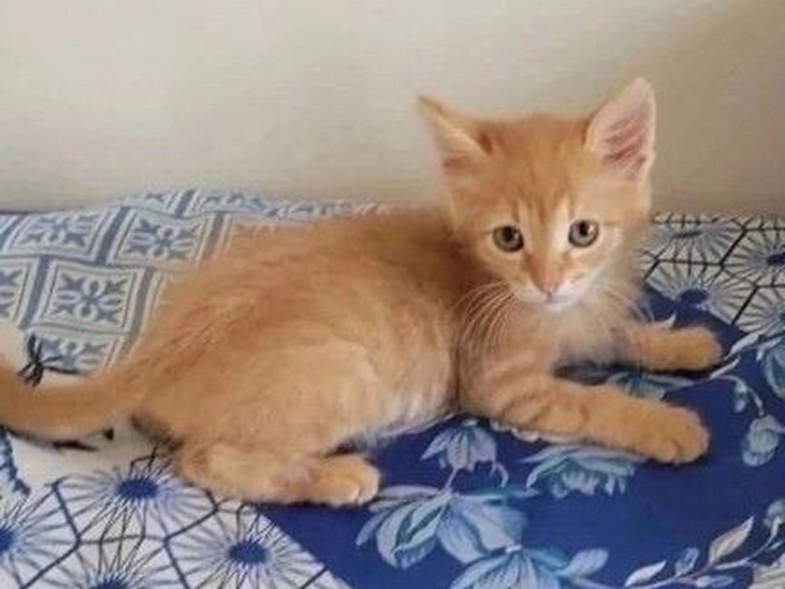 Котенок -солнышко в дар
