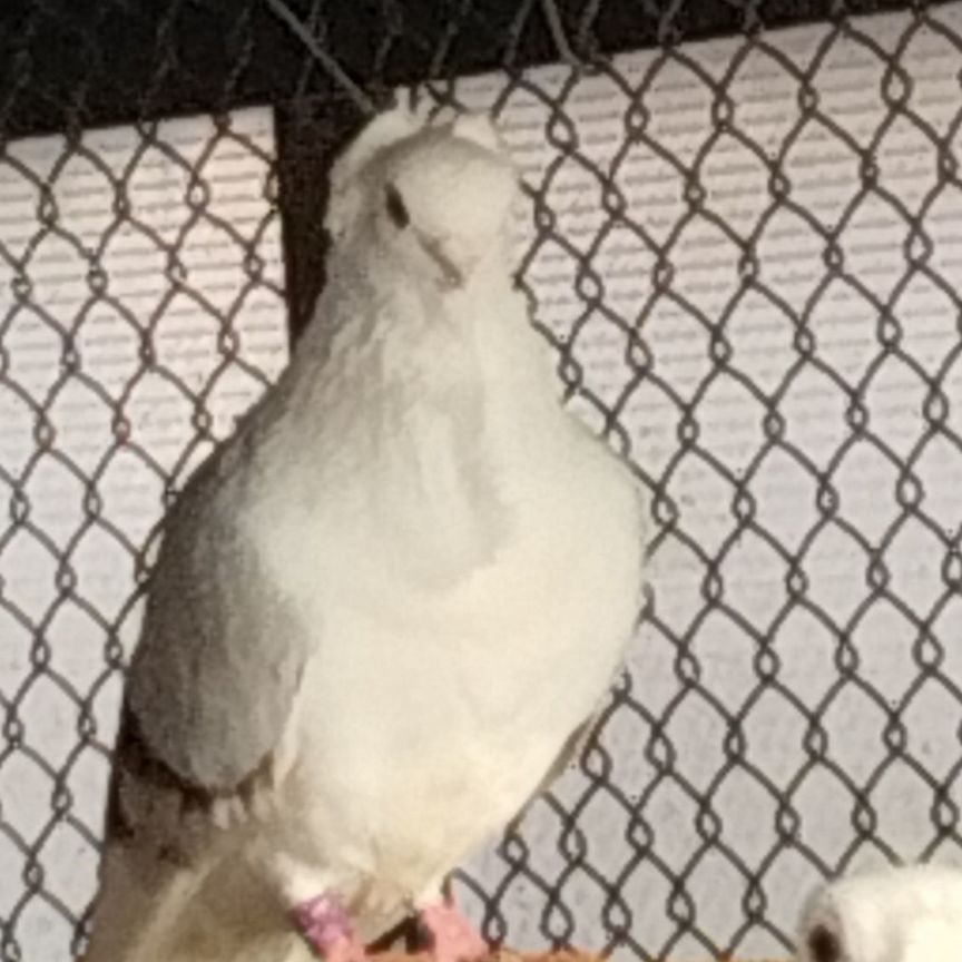 Голуби Старонемецкие чайки