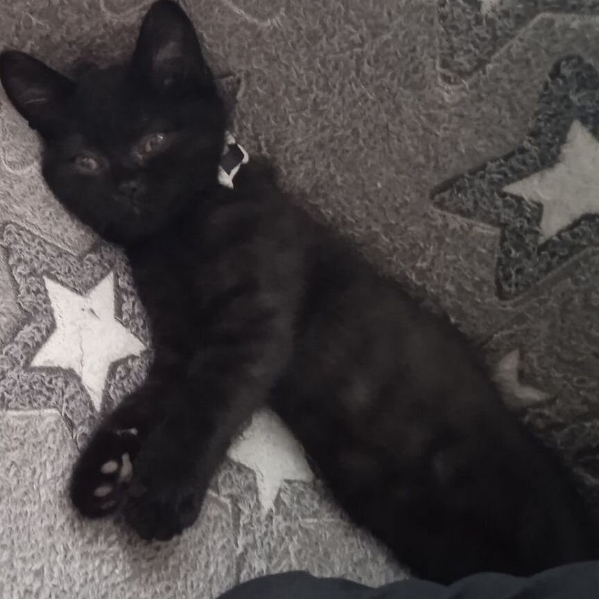 Шотландский прямоухий короткошёрстный котёнок