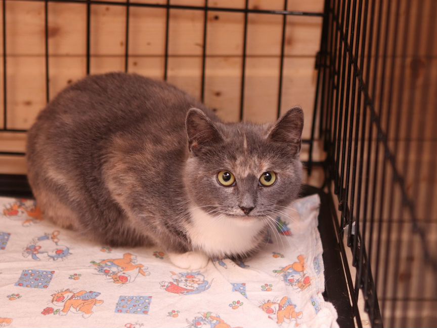 Красивая девочка Бри, трехцветный котенок в дар