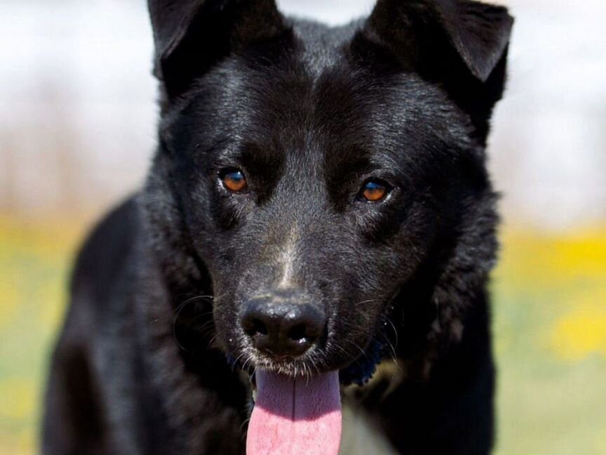 Красавчик Бумер в добрые руки бесплатно