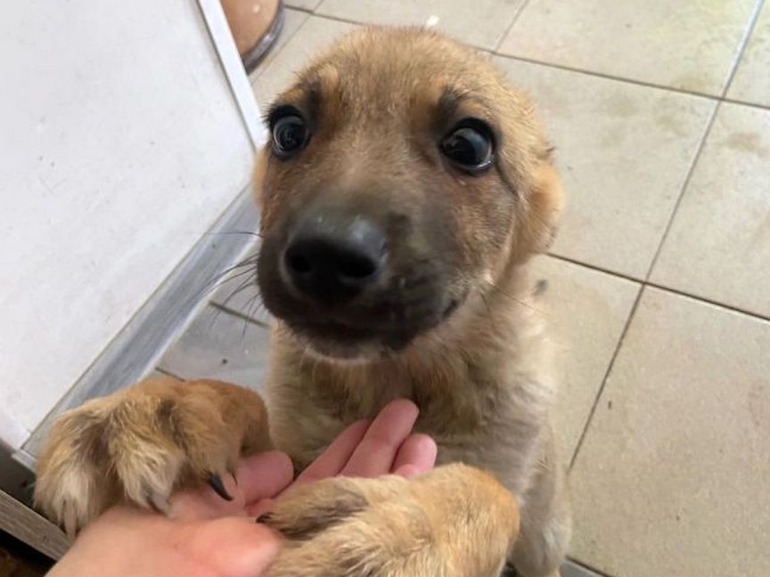 Щенок в добрые руки