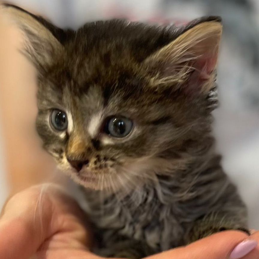 Сибирский котёнок