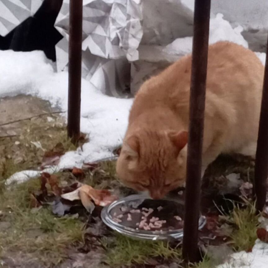 Взрослая кошка в добрые руки