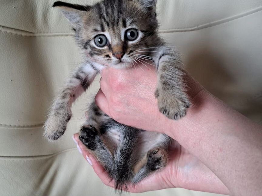 Милый тигренок