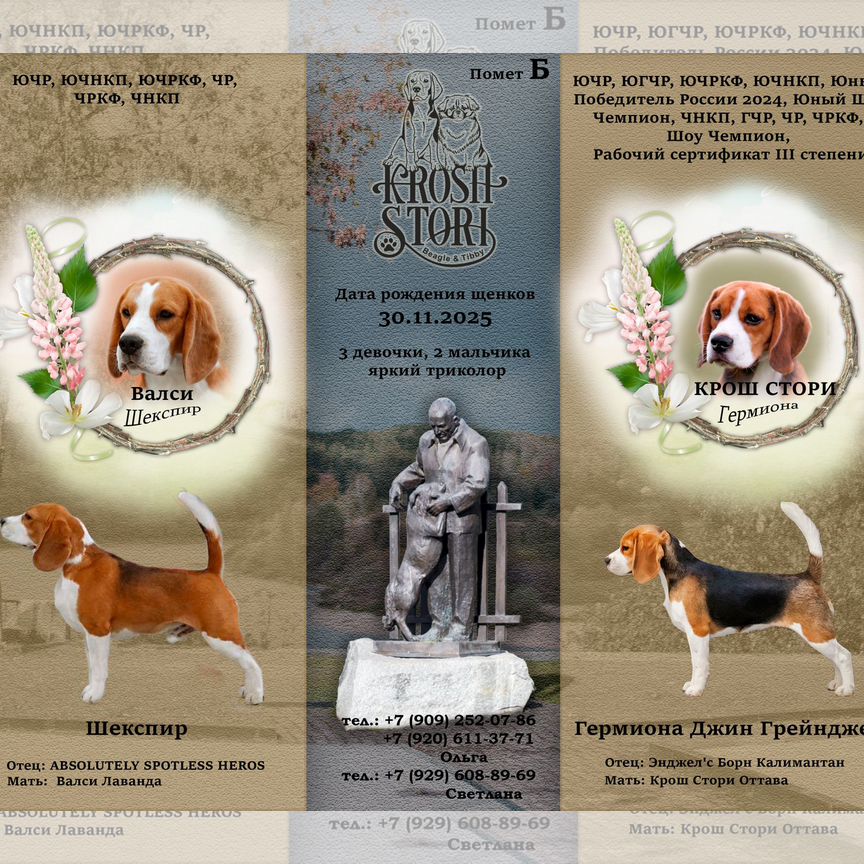 Бигль, щенок