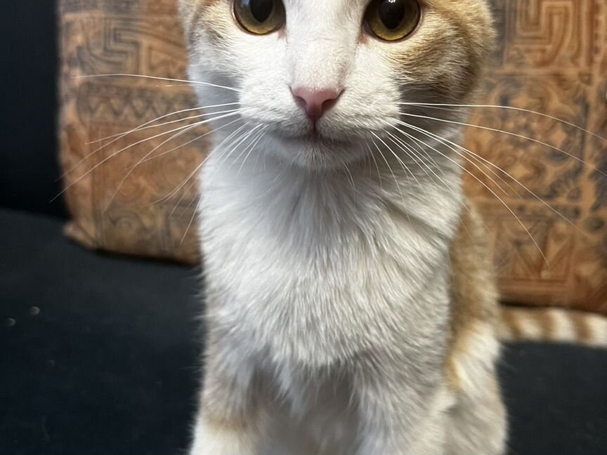 Котенок в добрые руки