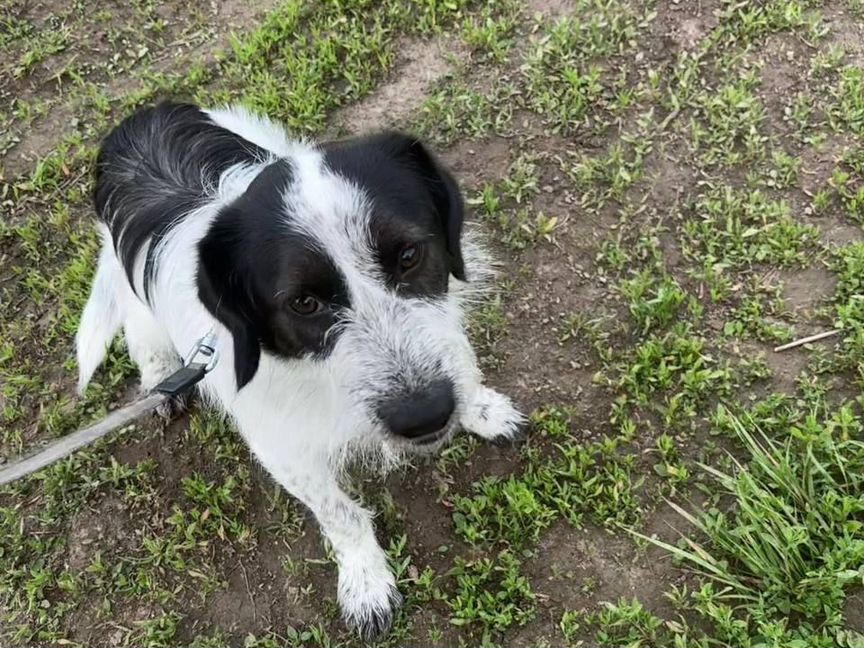 Небольшой коротколапик в добрые руки