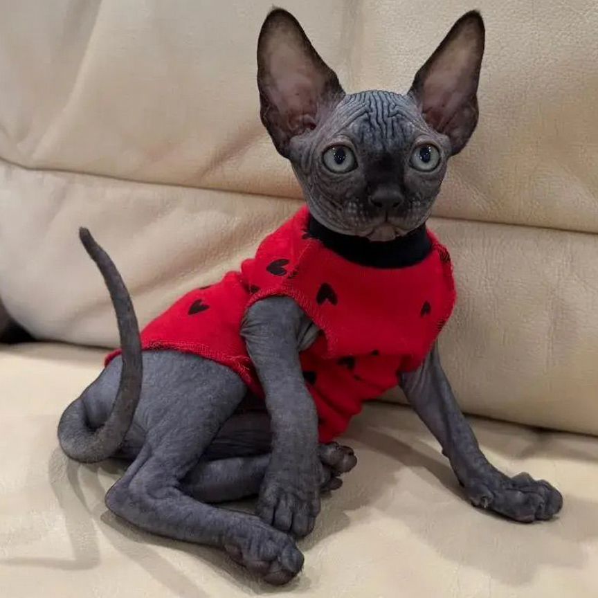 Канадский сфинкс котёнок