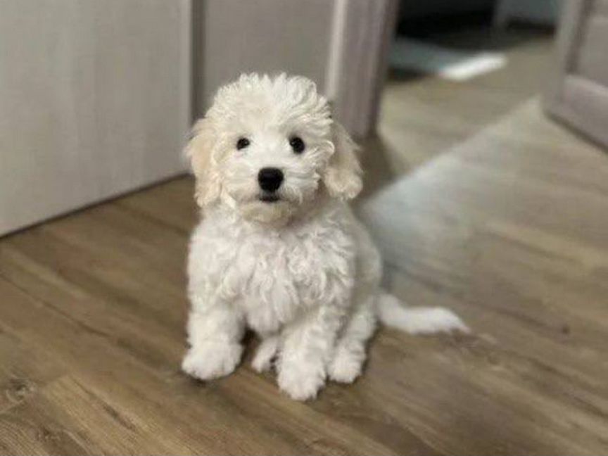 Бишон фризе щенки