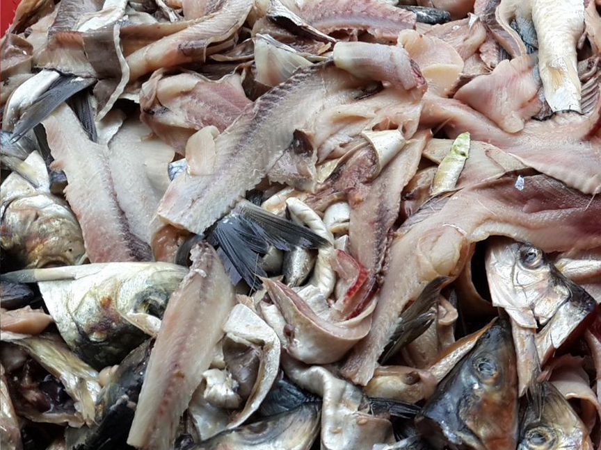 Отдам рыбные отходы