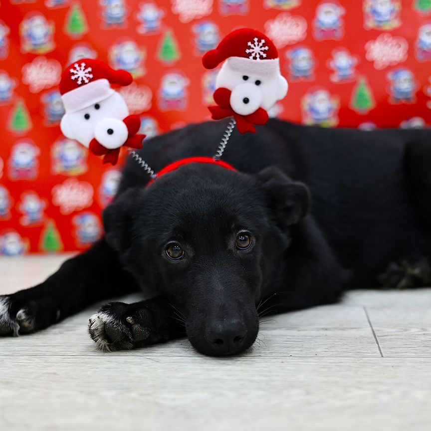 Щенок в добрые руки