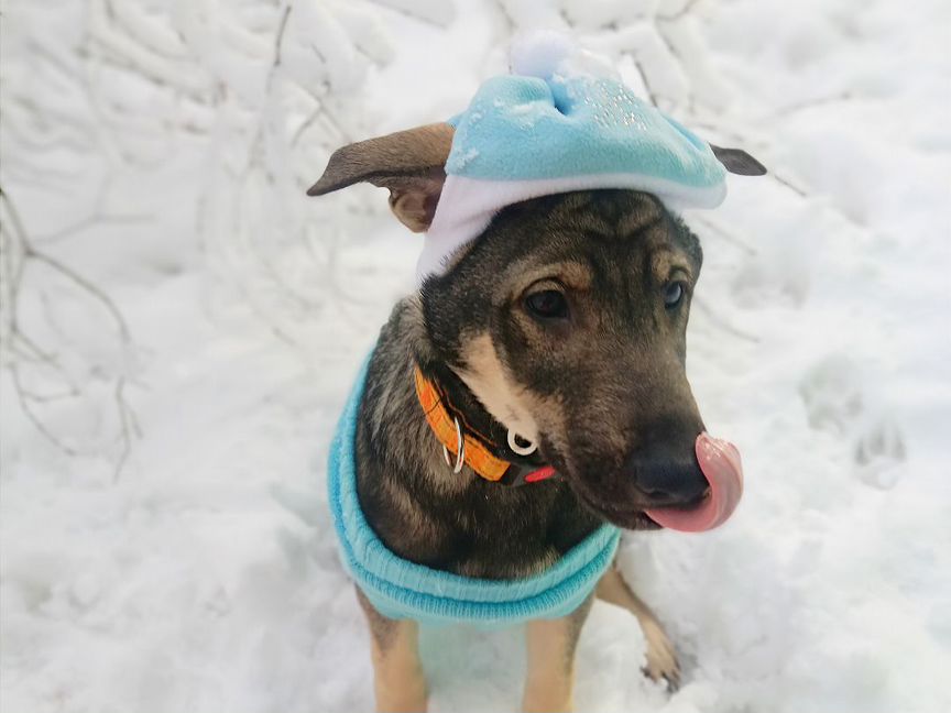 Щеночки Новогодние подарочки